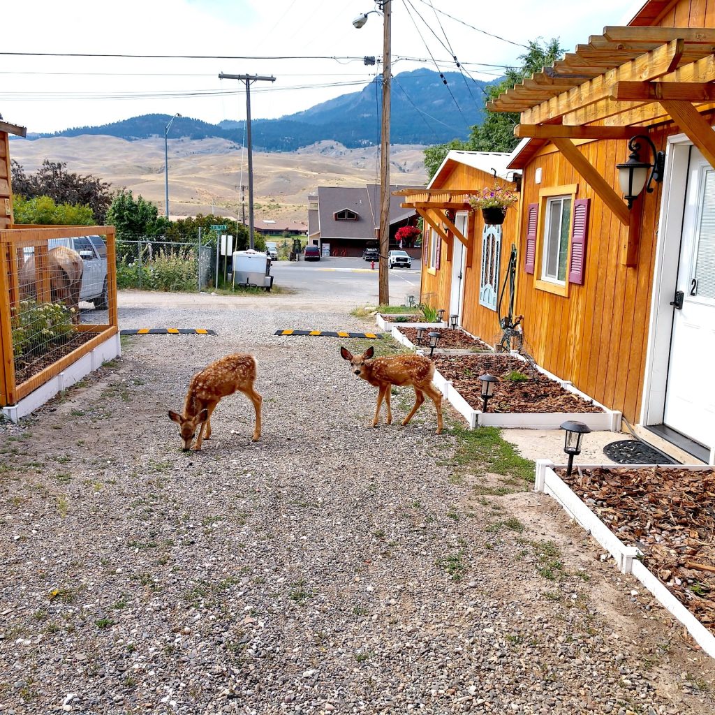 Airbnb & Vrbo Yellowstone - Your Ideal Vacation Rental Cabins