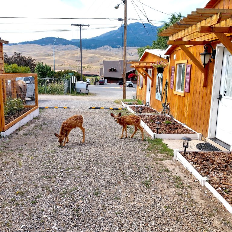 Airbnb & Vrbo Yellowstone - Your Ideal Vacation Rental Cabins